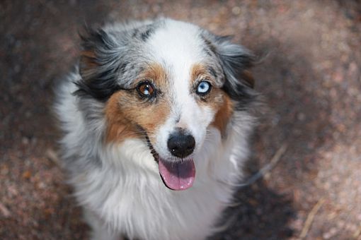 Albuquerque, NM - Australian Shepherd. Meet Bella a Pet for Adoption ...