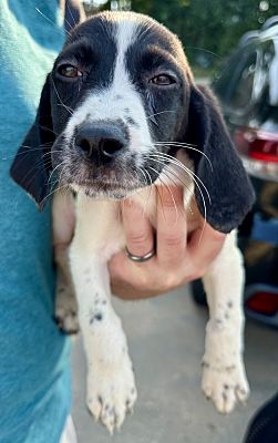 Oklahoma City, OK - Basset Hound. Meet Hero a Pet for Adoption ...