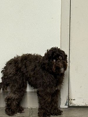 Tucson, AZ - Poodle (Miniature). Meet Bella a Pet for Adoption ...