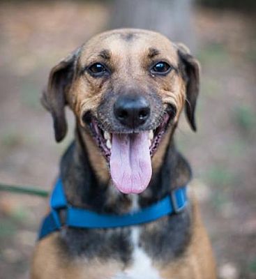East Hartford, CT - Hound (Unknown Type). Meet Daisy 3 in CT a Pet for ...