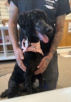 Buffalo, NY - Poodle (Standard). Meet Olive a Pet for Adoption ...