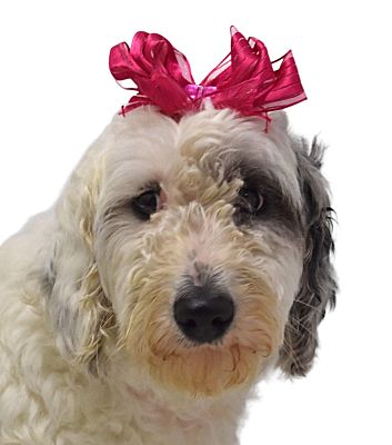 Springfield, OH - Old English Sheepdog/Poodle (Standard). Meet Stormey ...