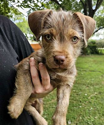Norfolk, VA - Jack Russell Terrier. Meet PUPPY BROWNIE a Pet for ...