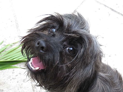 St Petersburg, FL - Affenpinscher. Meet Merlin! a Pet for Adoption ...