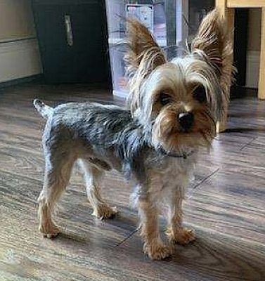 Staten Island, NY - Yorkie, Yorkshire Terrier. Meet Kingsley a Pet for ...