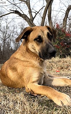 Tecumseh, OK - Black Mouth Cur/German Shepherd Dog. Meet Harvey a Pet ...