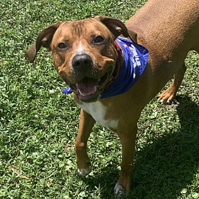 Middleburg, FL - Rhodesian Ridgeback/Mixed Breed (Large). Meet Loli ...