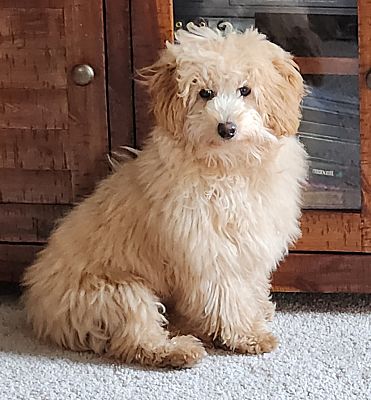 Delmar, DE - Poodle (Miniature). Meet Copper a Pet for Adoption ...