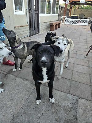 Phoenix, AZ - Pitsky/Pitsky. Meet Blackster a Pet for Adoption ...