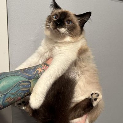 Simi Valley, CA - Birman. Meet Sam a Pet for Adoption - AdoptaPet.com