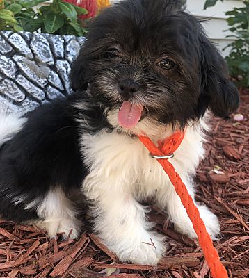 Hainesville, IL - Shih Poo/Poodle (Miniature). Meet Giselle a Pet for ...