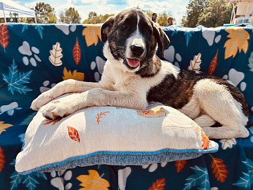 Effingham, IL - Anatolian Shepherd/Great Pyrenees. Meet Millie a Pet ...