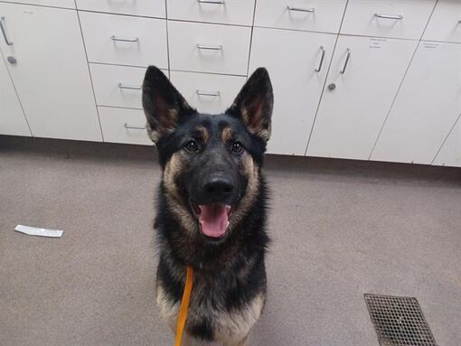 Hesperia, CA - German Shepherd Dog. Meet BARBIE a Pet for Adoption ...