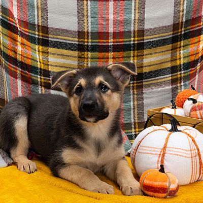 Phoenix, AZ - German Shepherd Dog/Mixed Breed (Medium). Meet Rascal a ...