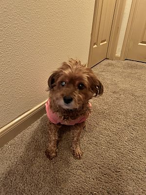 Houston, TX - Yorkie Poo. Meet Bella a Pet for Adoption - AdoptaPet.com
