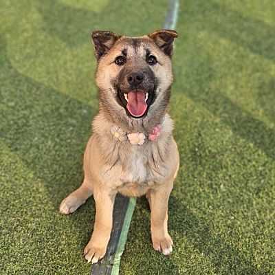 Seattle, WA - Jindo/Shepherd (Unknown Type). Meet Molang (HOLD) a Pet ...