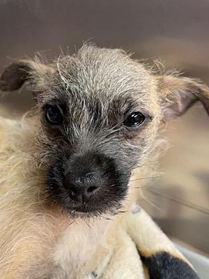 Bellevile, NJ - Yorkie, Yorkshire Terrier/Chiweenie. Meet Flora mim ...