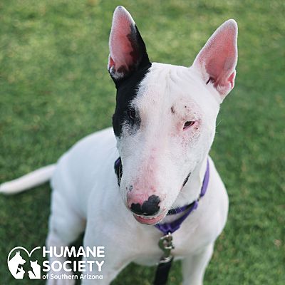 Tucson, AZ - Bull Terrier. Meet AMY a Pet for Adoption - AdoptaPet.com