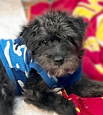 Portland, OR - Bedlington Terrier/Pumi. Meet Achilles a Pet for ...