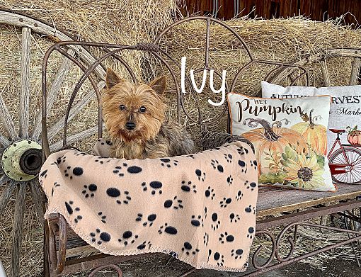 Albert Lea MN Yorkie Yorkshire Terrier Meet Ivy A Pet For Adoption AdoptaPet
