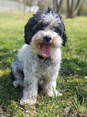 Blountville, TN - Shih Poo. Meet Toby a Pet for Adoption - AdoptaPet.com