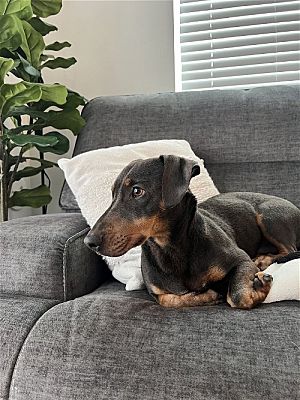 Seattle, WA - Dachshund. Meet Chicha - Sweet Dachshund Friend a Pet for ...