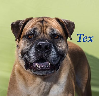 El Cajon, CA - Boxer/Chow Chow. Meet Tex a Pet for Adoption - AdoptaPet.com