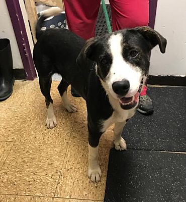 Bourbonnais, IL - Border Collie/Shepherd (Unknown Type). Meet Boston a ...