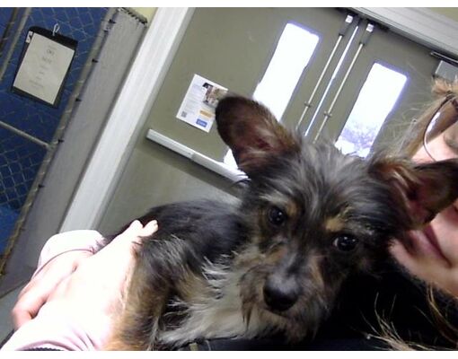 Toledo, OH - Scottie, Scottish Terrier/Yorkie, Yorkshire Terrier. Meet ...