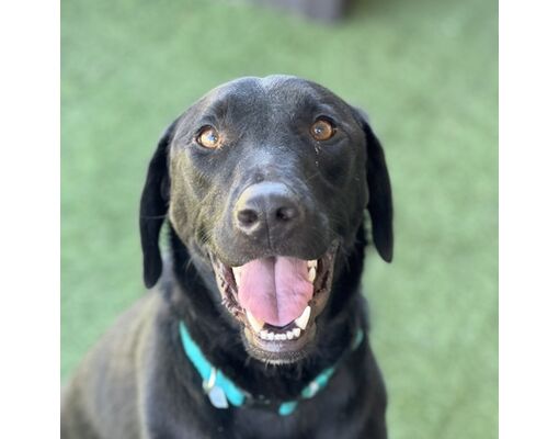 Sacramento, CA - Labrador Retriever/Mixed Breed (Medium). Meet Bom-Bazz ...