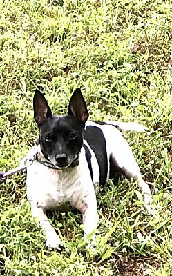 Twinsburg, OH - Chihuahua/Rat Terrier. Meet Roscoe Loves to Snuggle! a ...