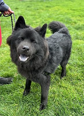 Vancouver, WA - Chow Chow. Meet Nox a Pet for Adoption - AdoptaPet.com