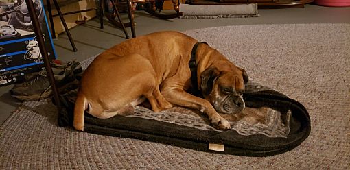 Niagara Falls, NY - Boxer. Meet King a Pet for Adoption - AdoptaPet.com