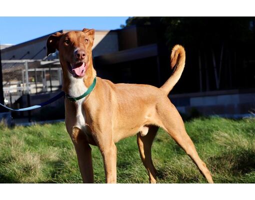 San Luis Obispo, CA - Vizsla/Greyhound. Meet CEDAR a Pet for Adoption ...
