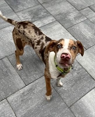 Fern Park, FL - Catahoula Leopard Dog/Whippet. Meet "Q" a Pet for ...
