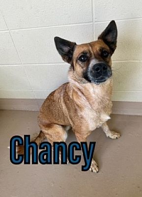 Joplin, MO - Australian Cattle Dog. Meet Chancy 27145 a Pet for ...