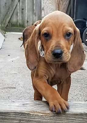 Chicago, IL - Bloodhound/Redbone Coonhound. Meet LILO*ADOPTED!* a Pet ...