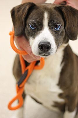 Sparta, NJ - Springer Spaniel/Beagle. Meet Cora a Pet for Adoption ...