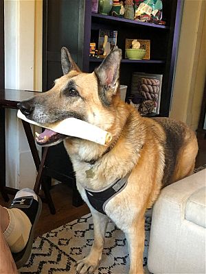 Baltimore, MD - German Shepherd Dog. Meet THOR 2 (COURTESY POST) a Pet ...