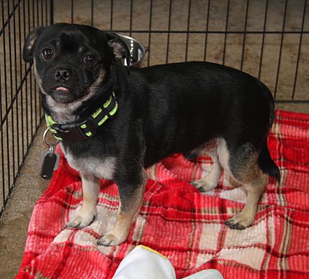 Marietta, OH - Chihuahua/Pug. Meet Buster ((Neutered) a Pet for ...