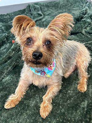 St. Clair Shores, MI - Yorkie, Yorkshire Terrier. Meet Polo a Pet for ...