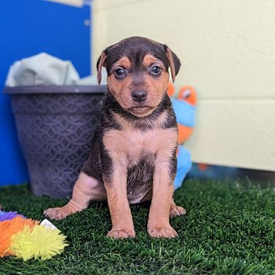 Newport, TN - Plott Hound/Beagle. Meet Cloudy (Dark Purple) a Pet for ...