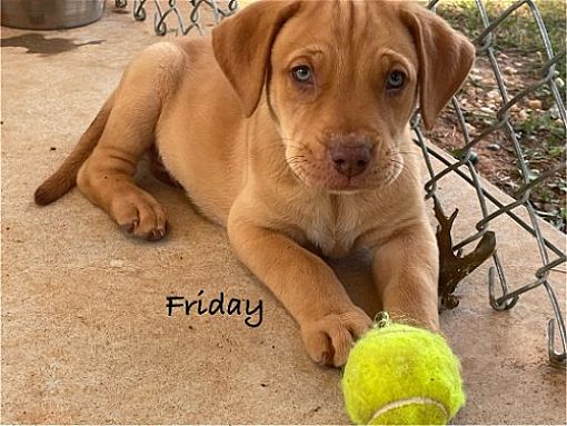 Rustburg, VA - Labrador Retriever. Meet Friday: Not at the shelter a ...