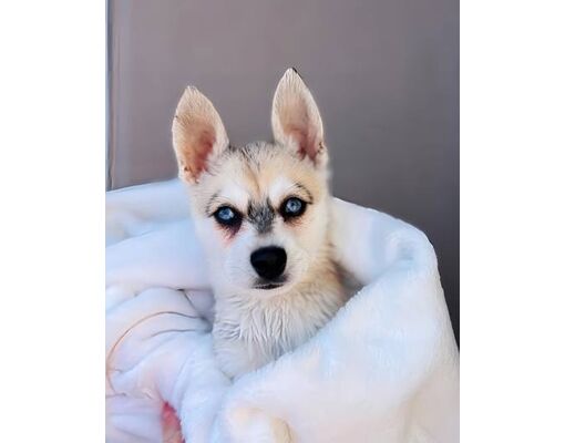 Pekin, IL - Alaskan Klee Kai/Mixed Breed (Medium). Meet Pupcorn a Pet ...