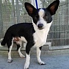 Corgi Puppies - Corgi Rescue and Adoption Near You