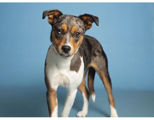 Phoenix, AZ - Catahoula Leopard Dog/Beagle. Meet SARDINE a Pet for ...