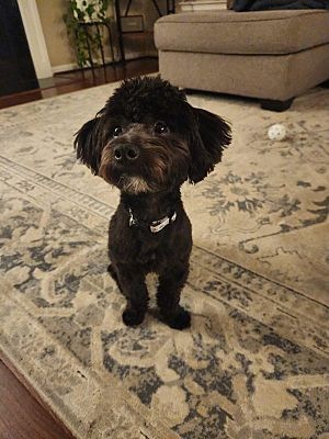 Baltimore, MD - Yorkie Poo. Meet Theo a Pet for Adoption - AdoptaPet.com