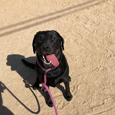 Reno, NV - Labrador Retriever. Meet Becca a Pet for Adoption ...