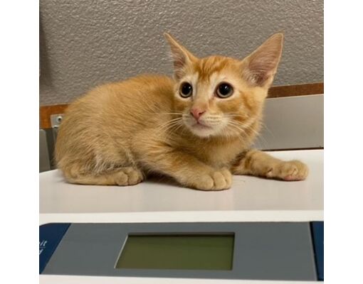 Carson City, NV - Domestic Mediumhair. Meet Hook a Pet for Adoption ...