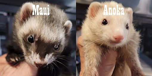 Phoenix, AZ - Ferret. Meet Maui & Anoka a Pet for Adoption - AdoptaPet.com